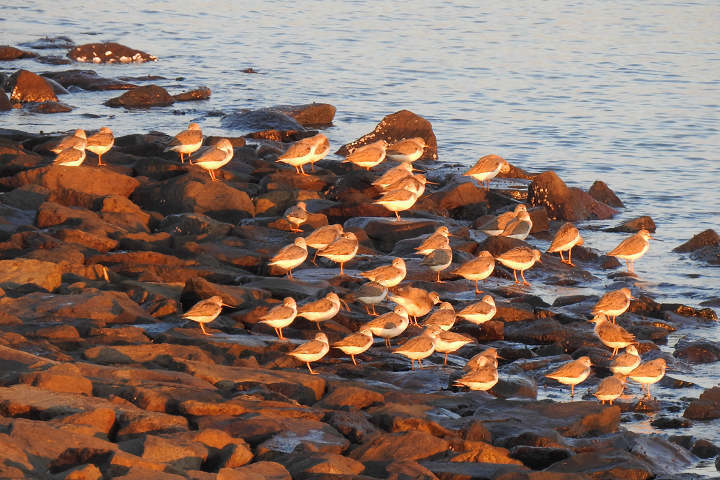 初秋の有明海とトンボ: トンボの唄