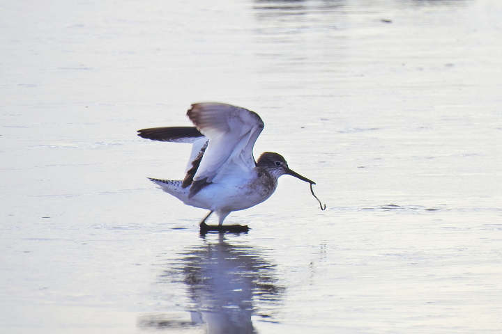 冬の有明海の野鳥達: トンボの唄