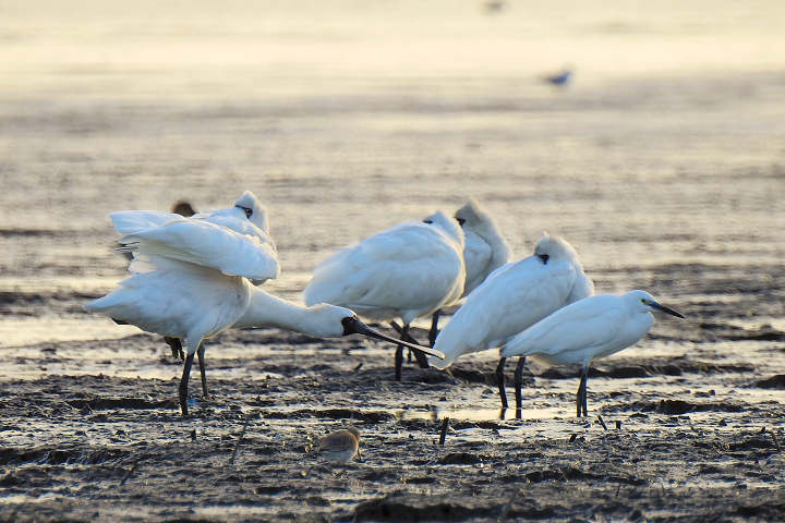 夕暮れ時の有明海の野鳥を撮る: トンボの唄