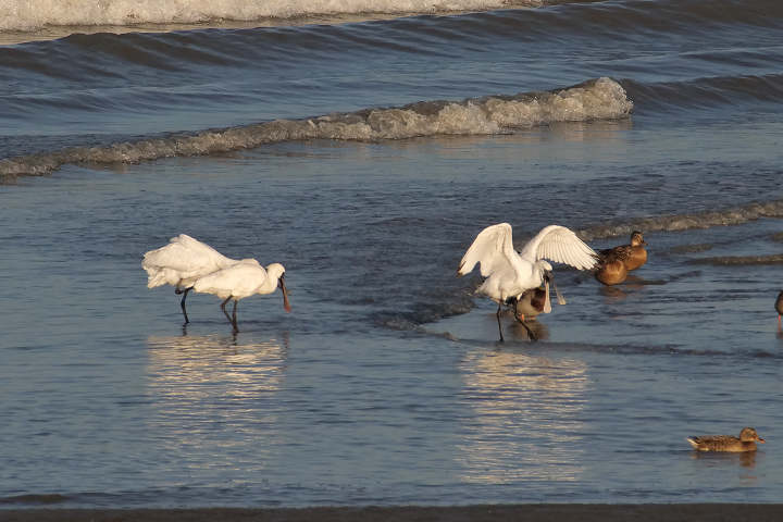 またまたクロツラヘラサギを撮る: トンボの唄
