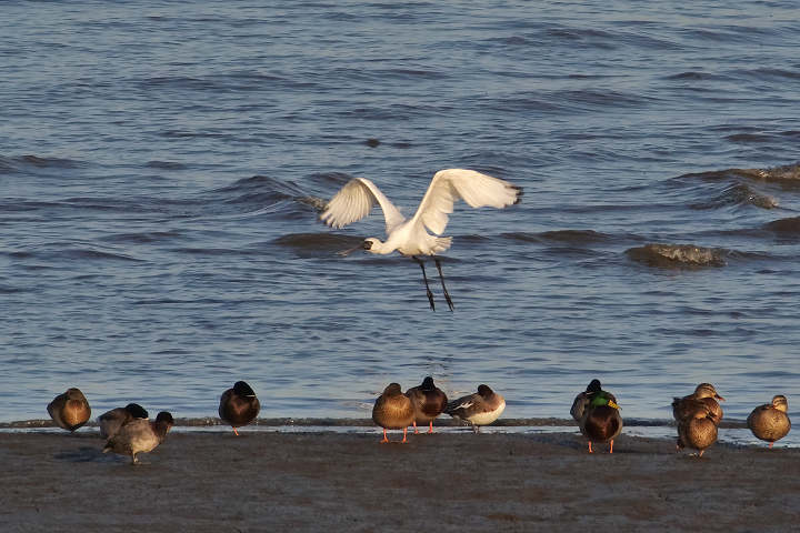 またまたクロツラヘラサギを撮る: トンボの唄