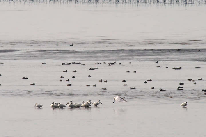 またまたクロツラヘラサギを撮る: トンボの唄