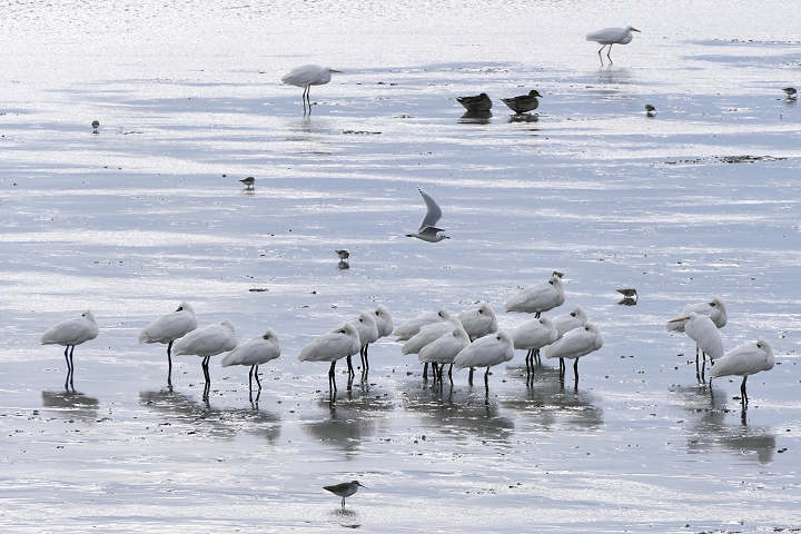 有明海のクロツラヘラサギ: トンボの唄