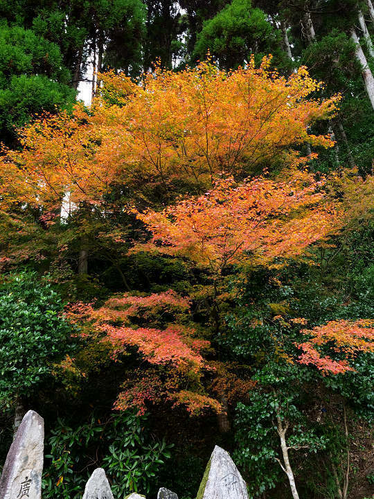 紅葉の序盤: トンボの唄