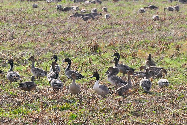 2024冬鳥の撮影: トンボの唄