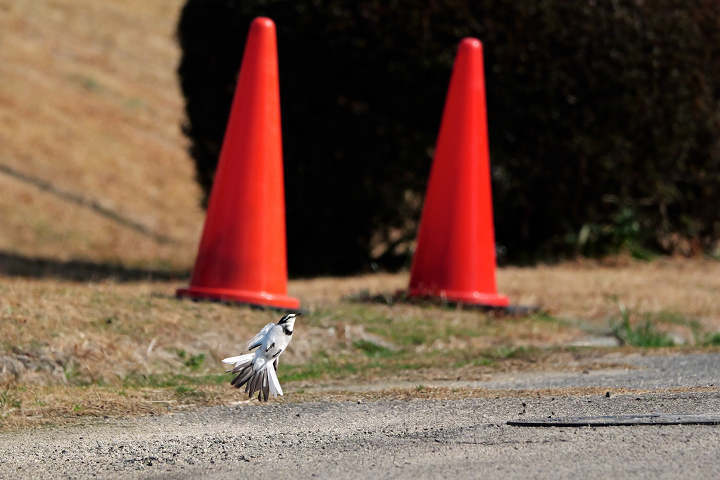 職場のハクセキレイ: トンボの唄