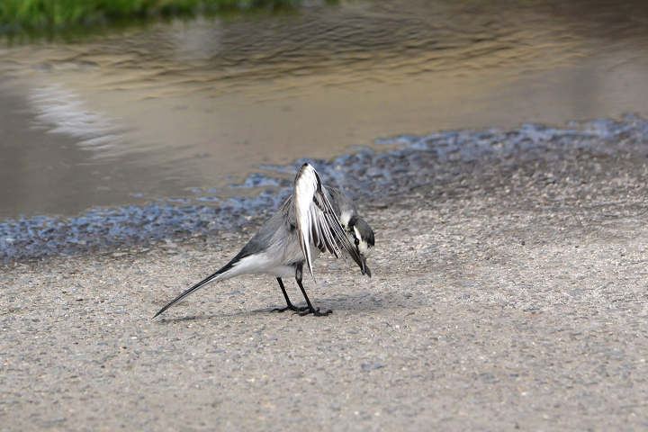 職場のハクセキレイ: トンボの唄