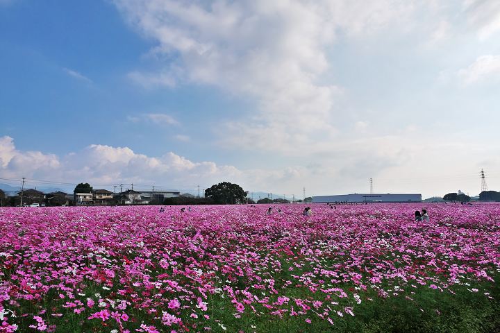 2022 コスモス: トンボの唄